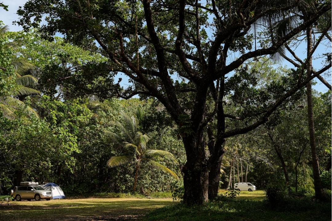 Daintree Beach Resort Official Site - Sites